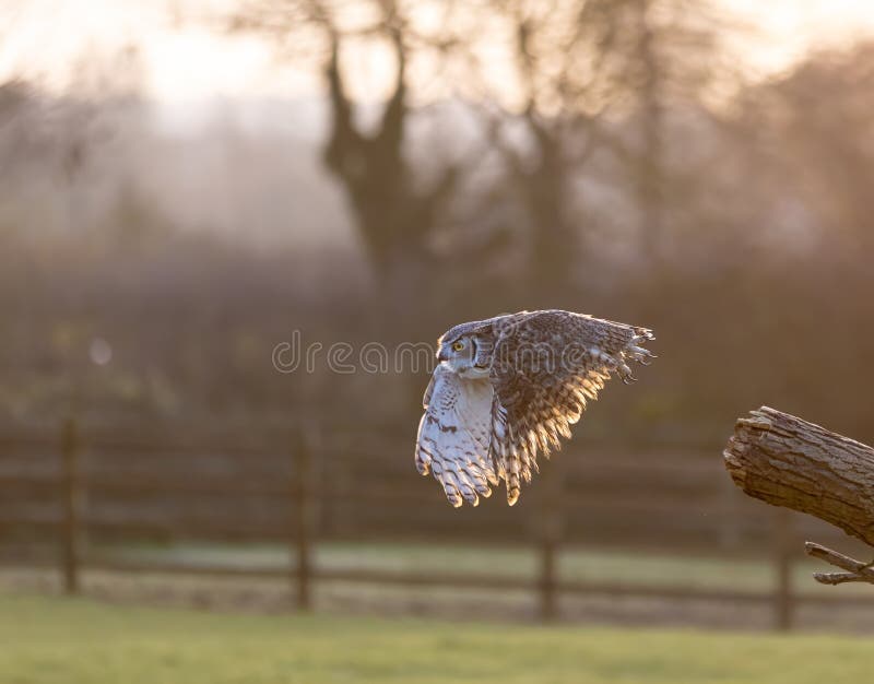 Majestic Owl in Flight Over a Sunlit Rural Landscape. Stock Photo ...