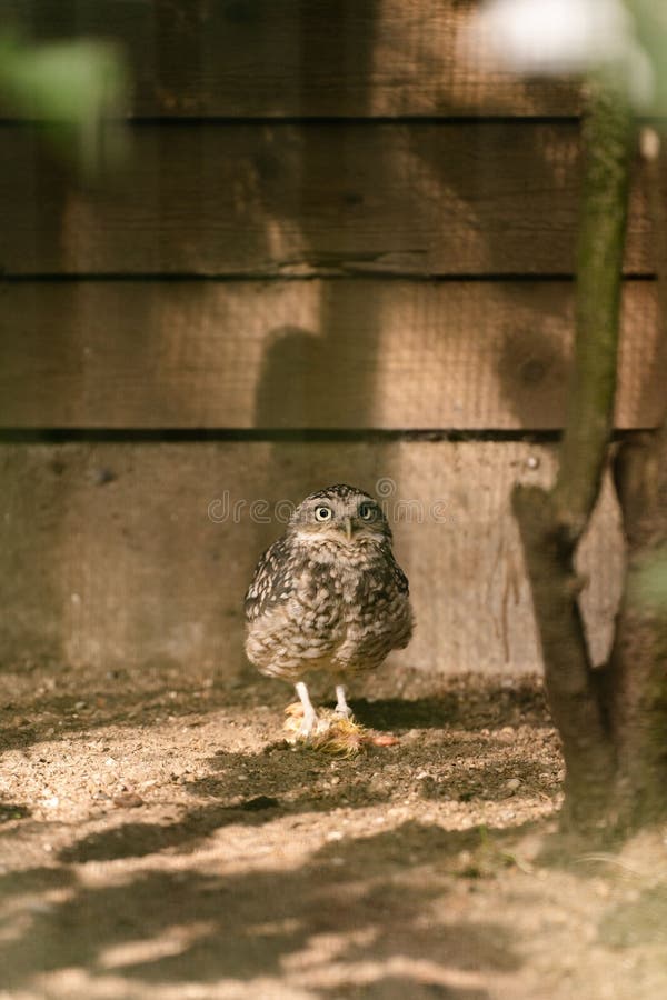 Majestic Owl Stands in a Grassy Field in the Zoo Stock Image - Image of ...