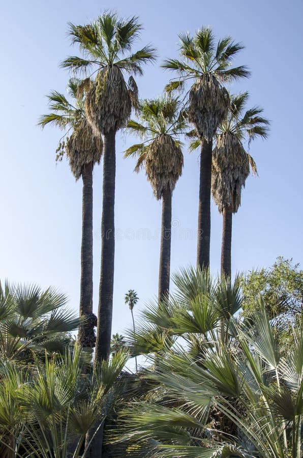 599 Cluster Palm Trees Photos - Free & Royalty-Free Stock Photos from ...