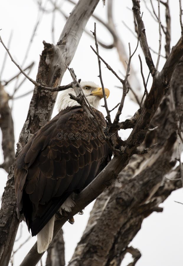 Majestic Perched Bald Eagle in Montana Stock Image - Image of montana ...