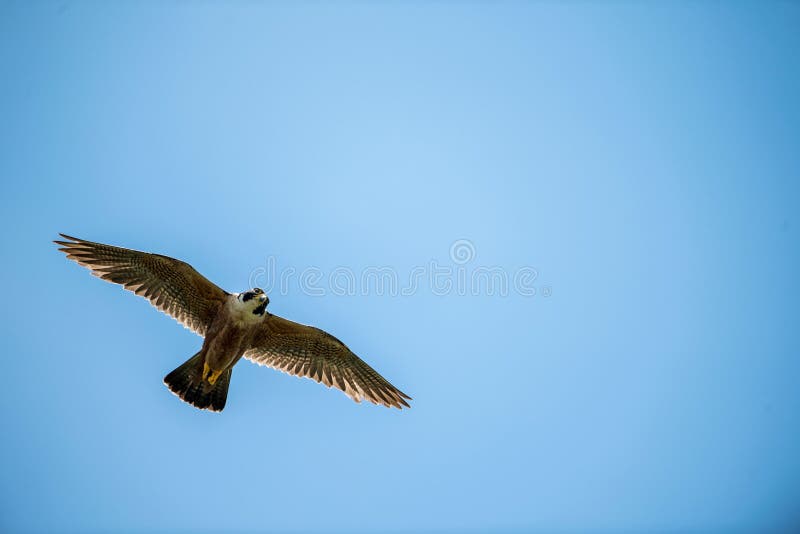 145 Peregrine Falcon Soaring Stock Photos - Free & Royalty-Free Stock ...