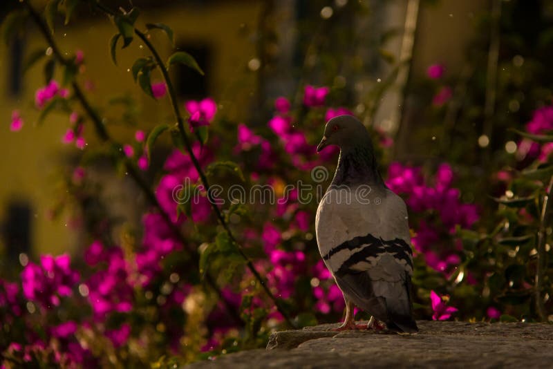 Majestic Pigeon stock image. Image of terre, pigeon, falling - 47623961