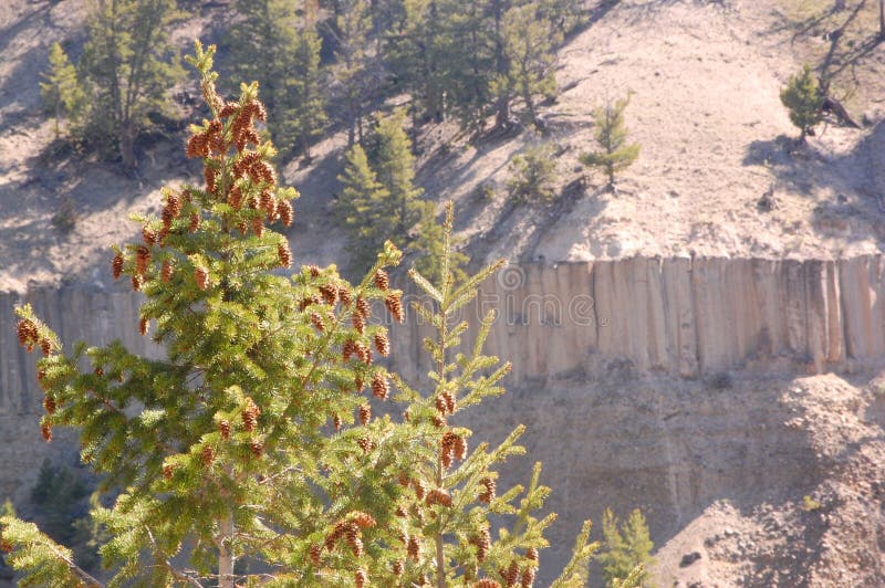 Majestic Pine Tree in the Foreground of a Majestic Landscape, with a ...