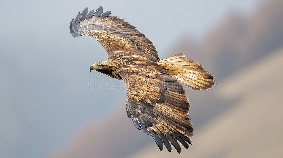 Majestic raptor in flight stock illustration. Illustration of ...