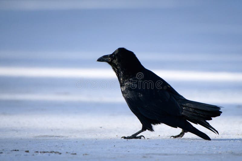 Majestic Raven Strolling on Snow Stock Image - Image of corax, black ...