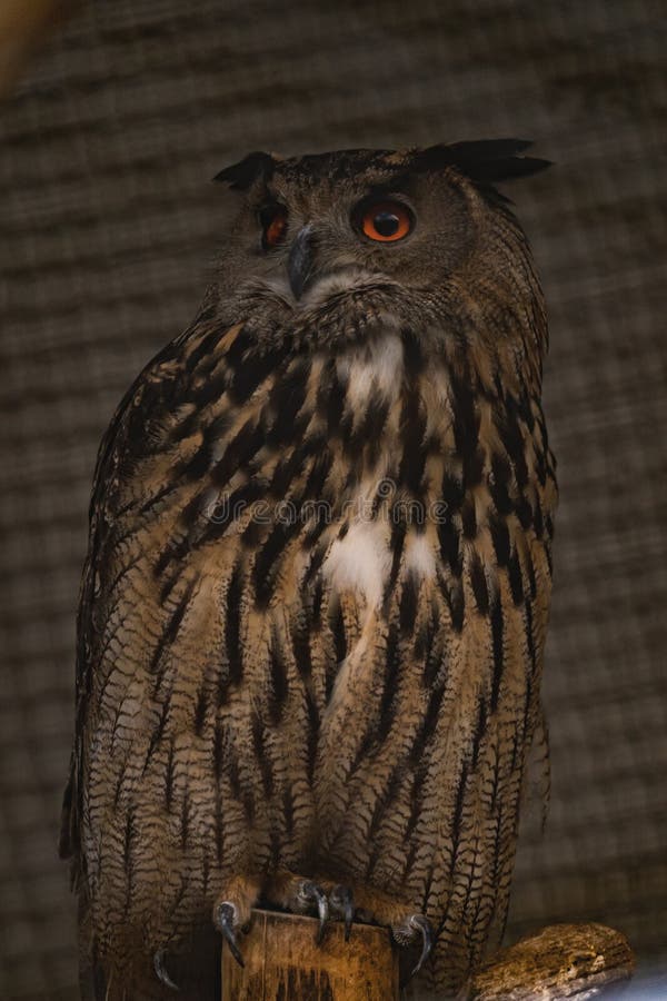 Majestic Real Owl closeup stock image. Image of quiet - 239913407