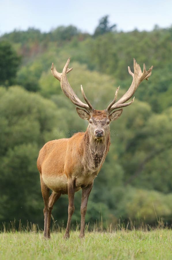 Majestic Red Deer Buck during Rut Stock Photo - Image of nice, fauna ...