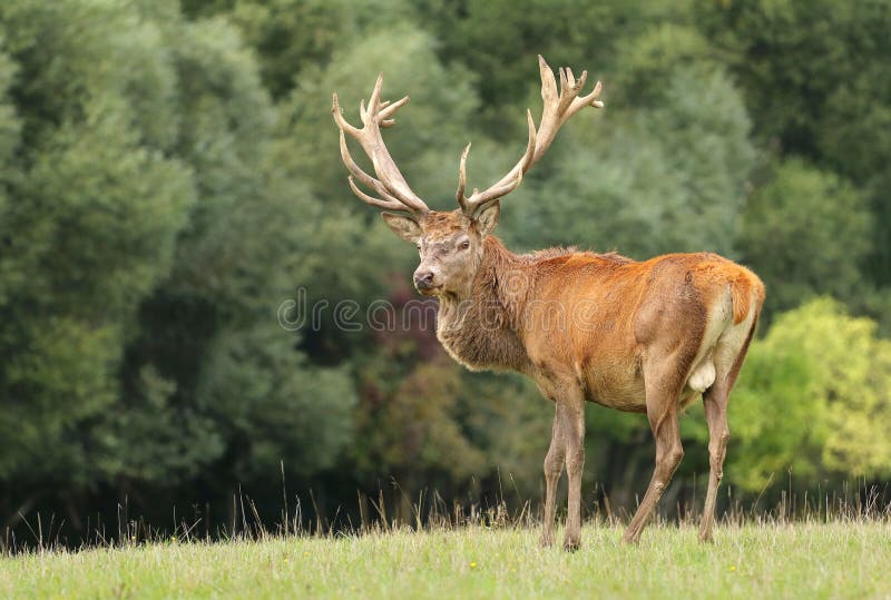 Majestic Red Deer Buck during Rut Stock Photo - Image of hoofed, nature ...