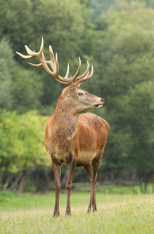 Majestic Red Deer Buck during Rut Stock Image - Image of mammal, king ...