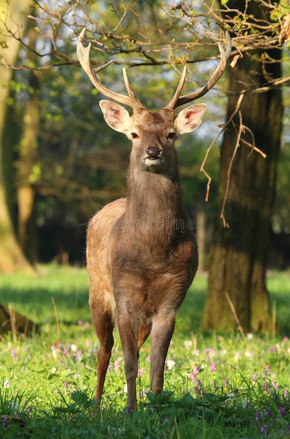 Majestic Red Deer Cervus Nippon Stock Photo - Image of management ...