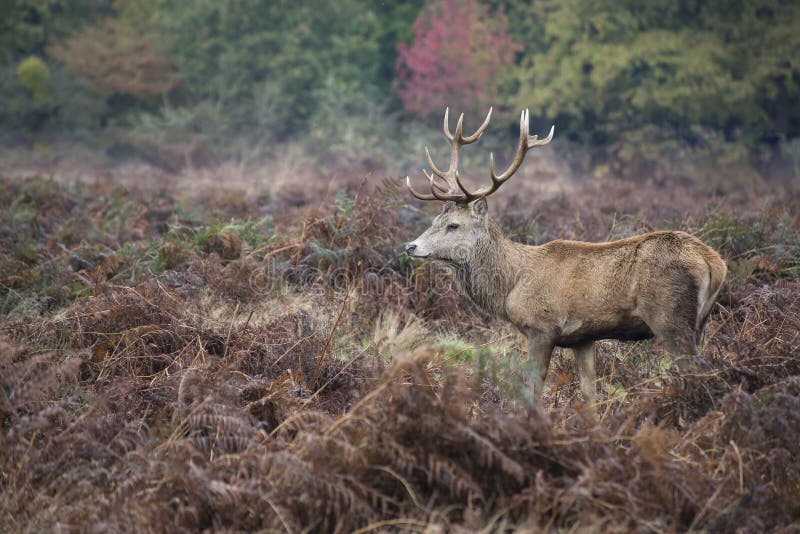 1,525 Image Deer Dawn Autumn Stock Photos - Free & Royalty-Free Stock ...