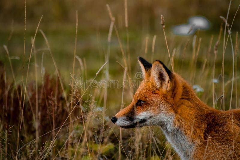 Majestic Red Fox Standing in a Lush, Green Field of Grass Stock Image ...