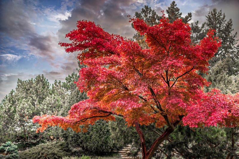 Majestic Red Maple Autumn Tree and Dramatic Sky Stock Photo - Image of ...