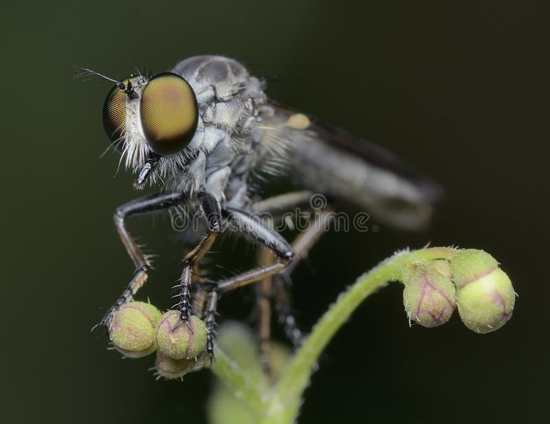 Majestic Robber Fly Macro Green Stock Photo - Image of close, flower ...