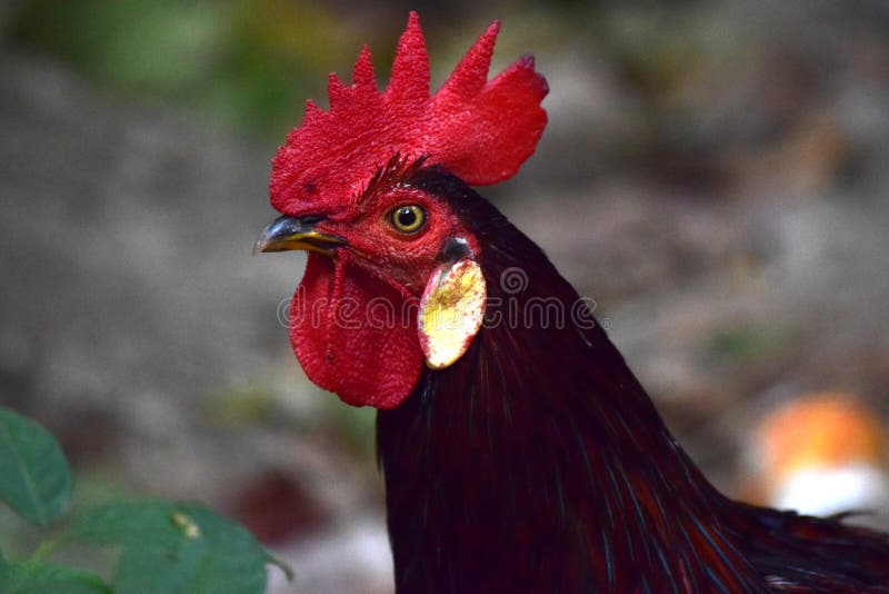 Majestic Rooster stock photo. Image of crown, ethnic - 62390390