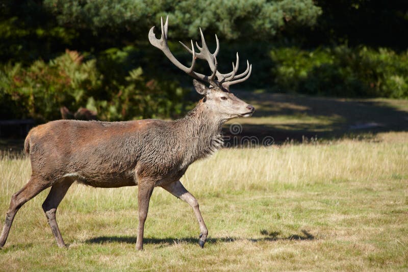 Majestic royal stag stock image. Image of horning, feed - 15840617