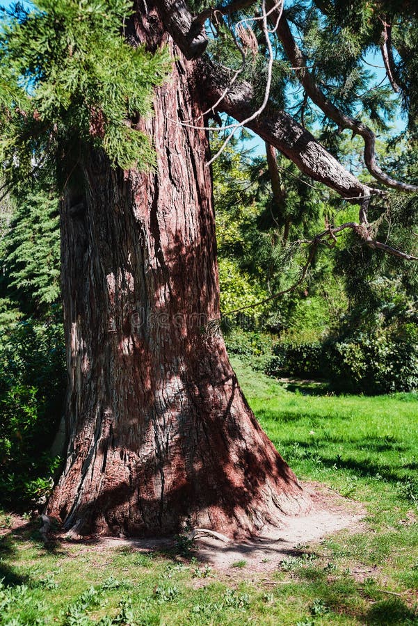 Majestic Sequoia- Evergreen Tree Stock Image - Image of majestic, field ...