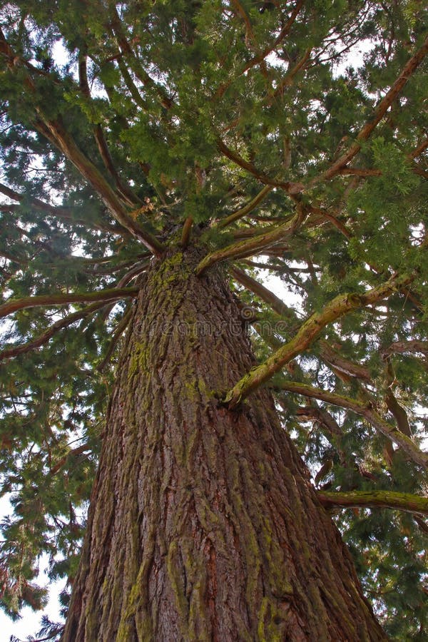 Majestic Sequoia Tree Spreading Branches Stock Photos - Free & Royalty ...