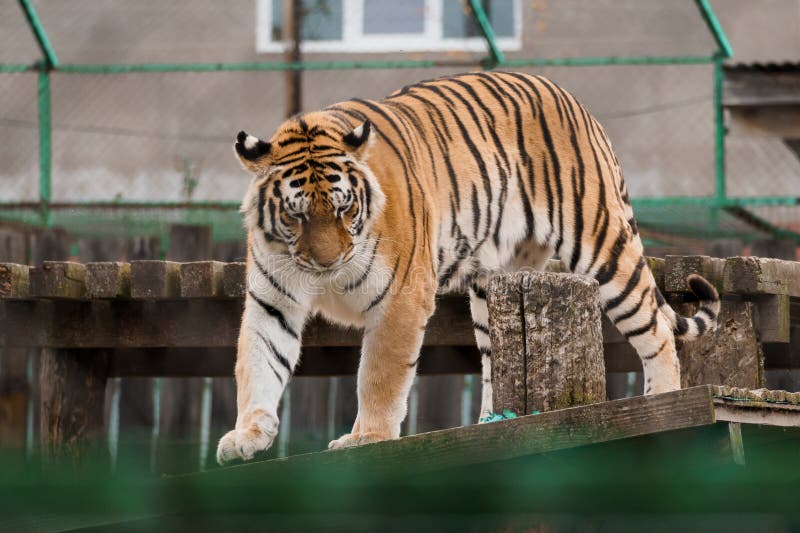 Majestic Siberian Tiger Walking Gracefully on Elevated Platform in ...