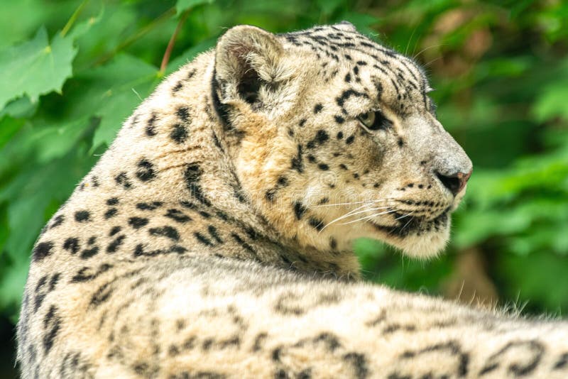 Majestic Snow Leopard in the Shade of a Bush and Trees in a Natural ...