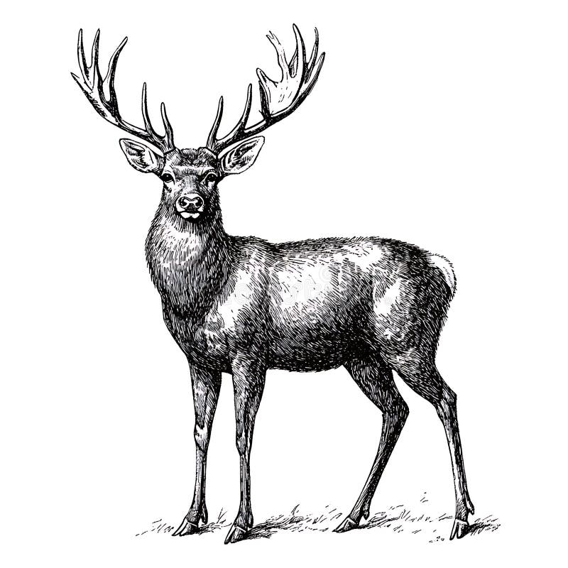Majestic Stag, Detailed Monochrome Illustration Stock Illustration ...
