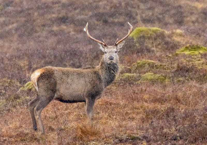 Majestic Stag Standing in a Natural Environment Stock Image - Image of ...