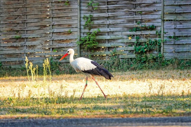 Majestic Stork Walking in a Field of Lush Grass Stock Image - Image of ...