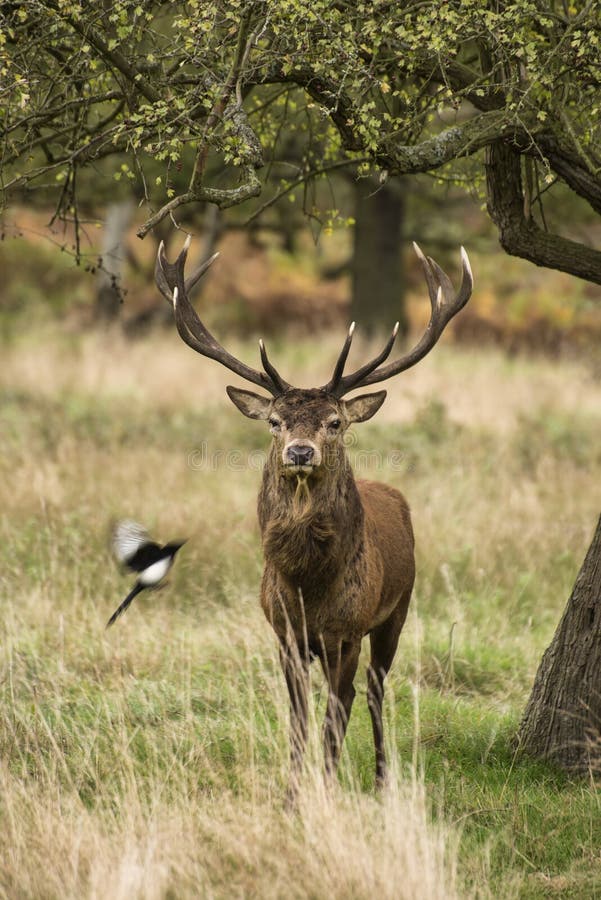 Majestic Stunning Red Deer Stag in Autumn Fall Landscape Stock Image ...