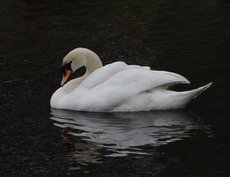 Majestic swan stock photo. Image of peace, majestic, water - 50034752
