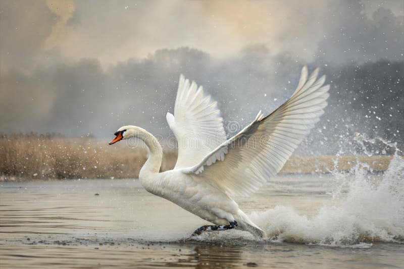Majestic Swan Taking Flight Over Water Stock Illustration ...