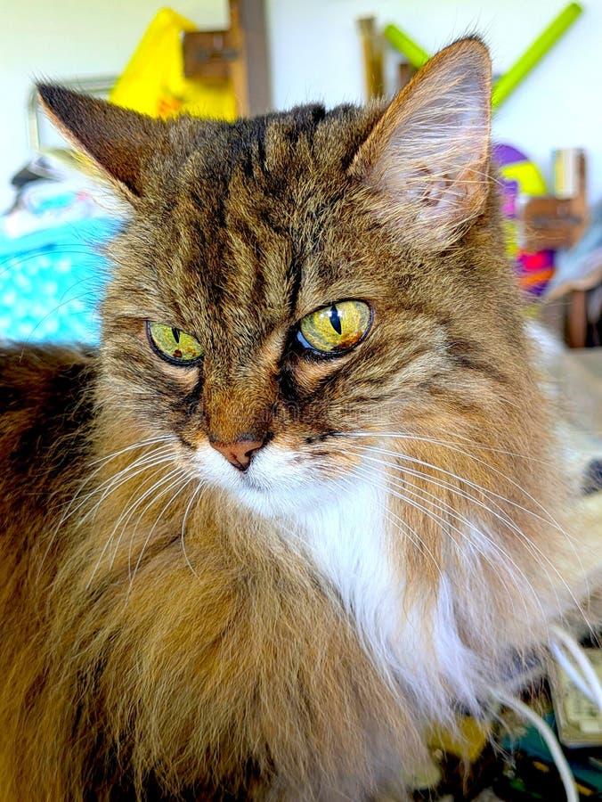 Majestic Tabby Cat with Intense Green Eyes Stock Image - Image of ...