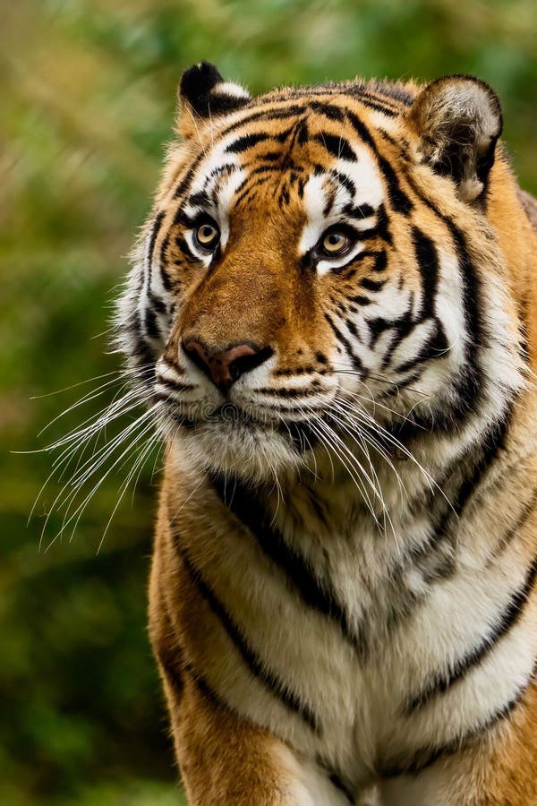 Majestic Tiger in Its Natural Habitat Stock Image - Image of fauna ...