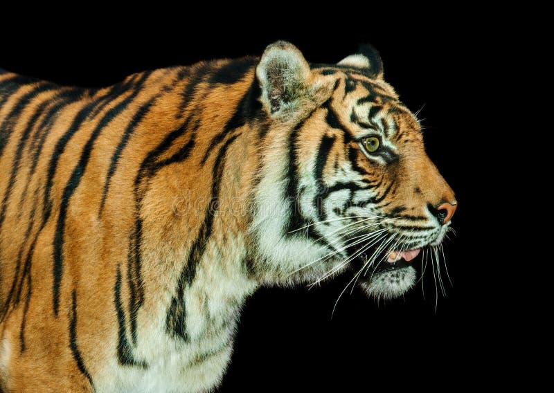Tiger - Stealth stock photo. Image of sumatran, sneaky - 12480160