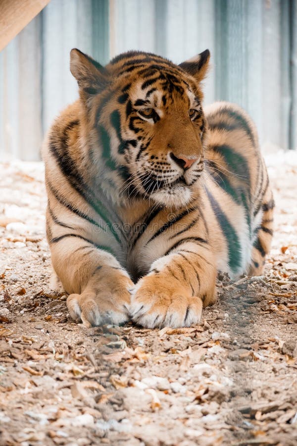 Majestic Tiger Resting Serenely on Forest Floor Displaying Striking ...