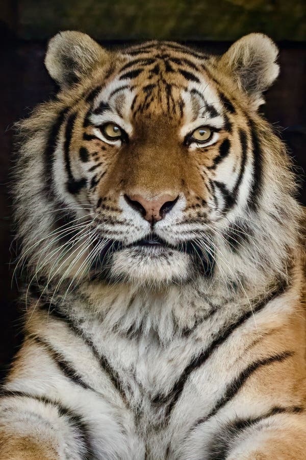 An Eagle Soaring High with Its Wings Spread Wide in the Air Stock Image ...