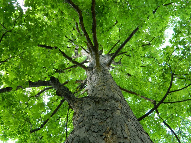 Majestic Tree Canopy from Below Stock Image - Image of plant, jungle ...
