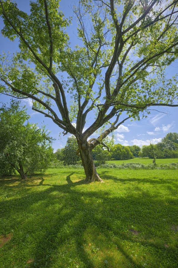 Tree Casting a Shadow on a Stone Wall, Oxford, UK, on a Sunny Summer ...