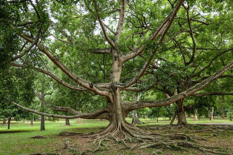 Majestic Tree with Exposed Roots in a Green Park Stock Photo - Image of ...