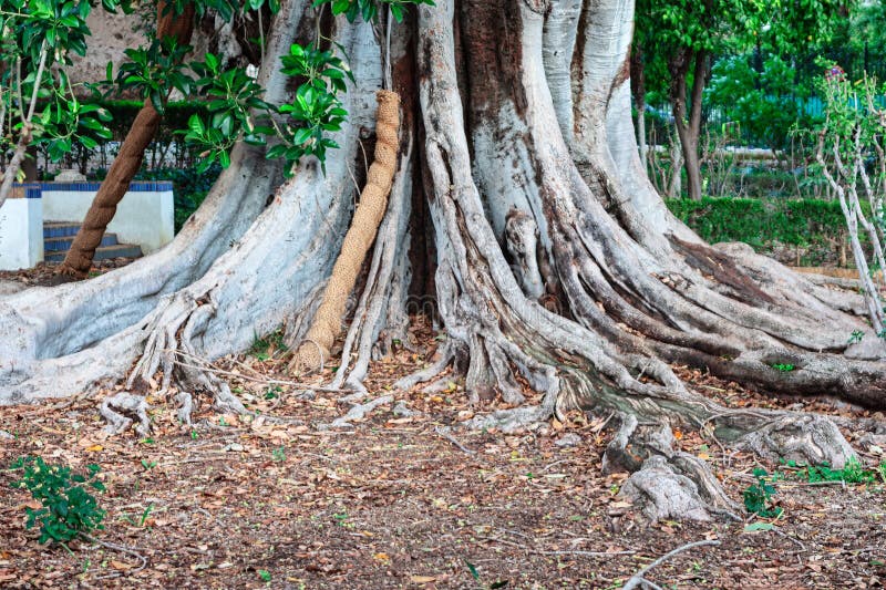 Majestic Tree with Exterior Sprawling Roots Stock Image - Image of ...