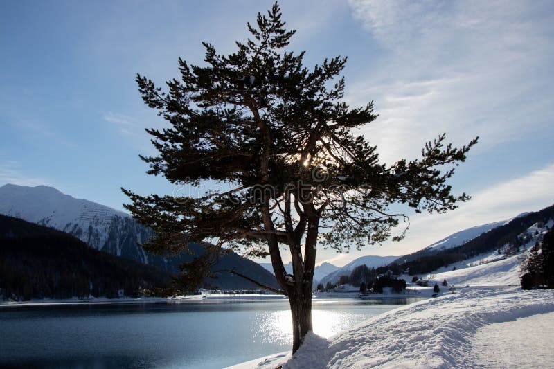 Majestic Tree in the Foreground with Low-lying Snowbanks in the ...