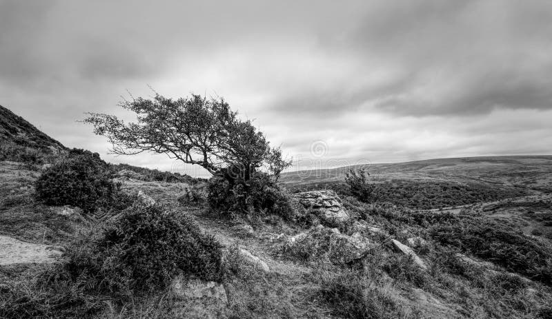 Majestic Tree Standing Alone Atop a Rolling Hillside Blanketed in Lush ...