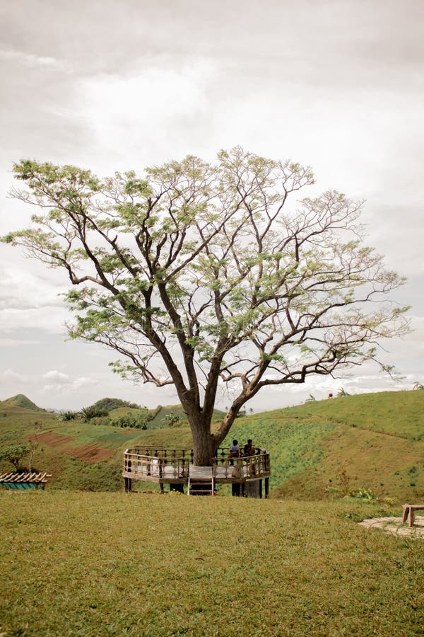 Majestic Tree Standing Alone in a Lush, Verdant Field Stock Image ...