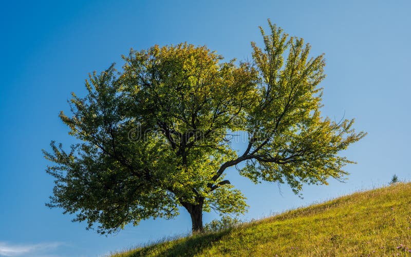 Majestic Tree Standing on a Hillside Under a Blue Sky. Stock Image ...