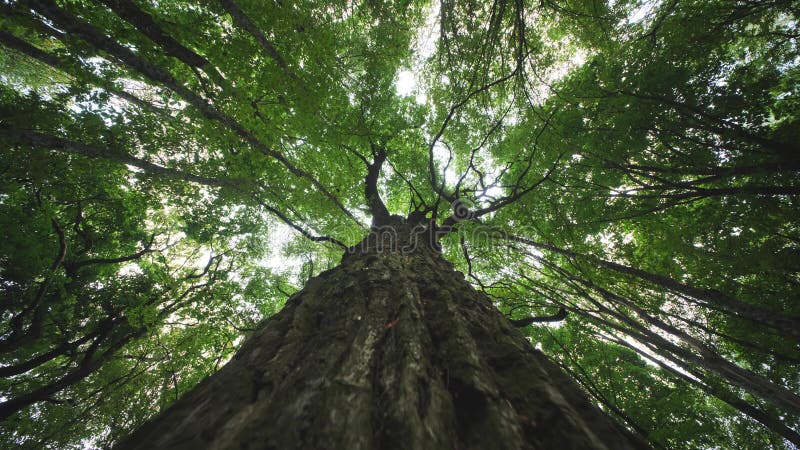 Majestic Tree Standing Tall in the Forest Reaching for the Sky Stock ...