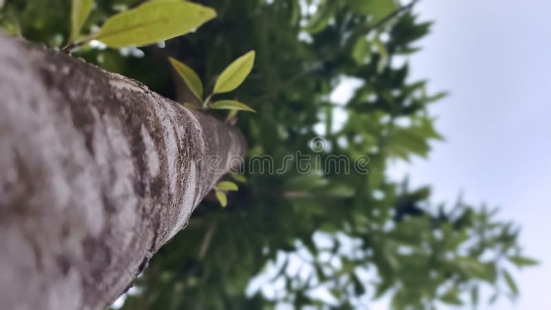 The Majestic Tree Stood Tall, Its Sprawling Branches Providing a Cool ...