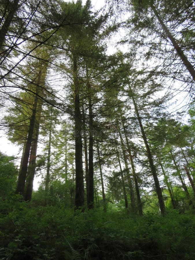 Majestic Trees Standing in the Forest Stock Photo - Image of shrub ...