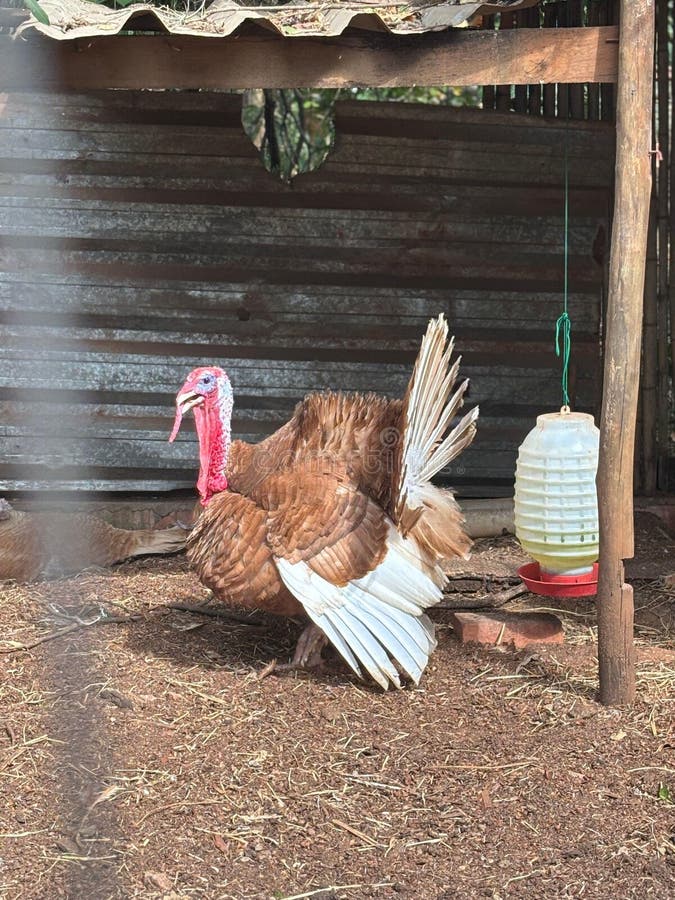Peru Farm in Hygiene stock image. Image of domestic - 380268081