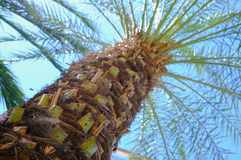 Majestic Upward View of a Palm Tree Against a Clear Blue Sky Stock ...