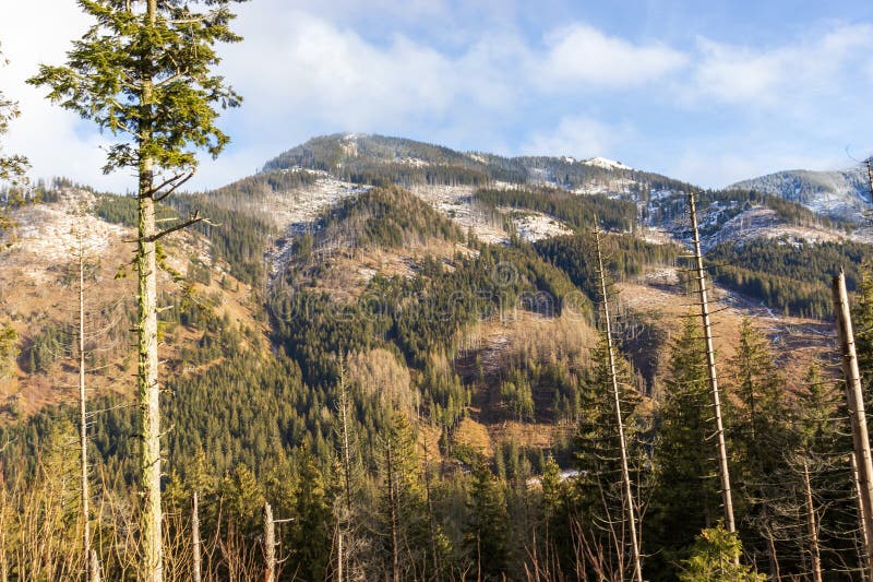 Majestic View of Lush Trees Against a Breathtaking Mountain Range ...