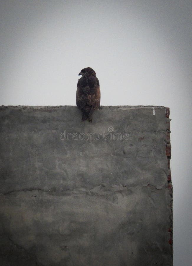 Majestic Vigilance: an Eagle& X27;s Watchful Stare from High on the ...